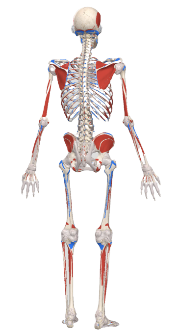 OsteoHelp