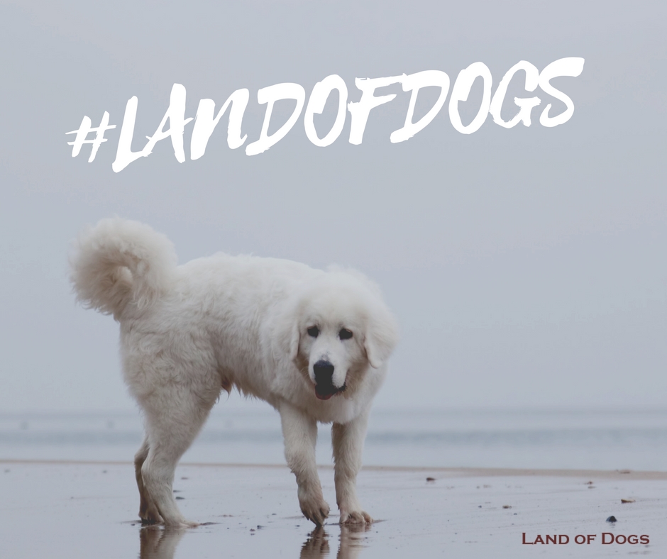 Newsletter - Land of Dogs